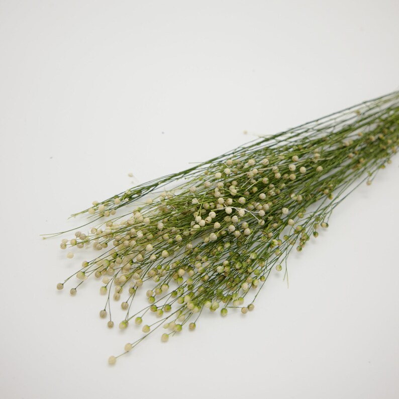 Preserved Flower Linum Mini Flax - White/green - Etsy