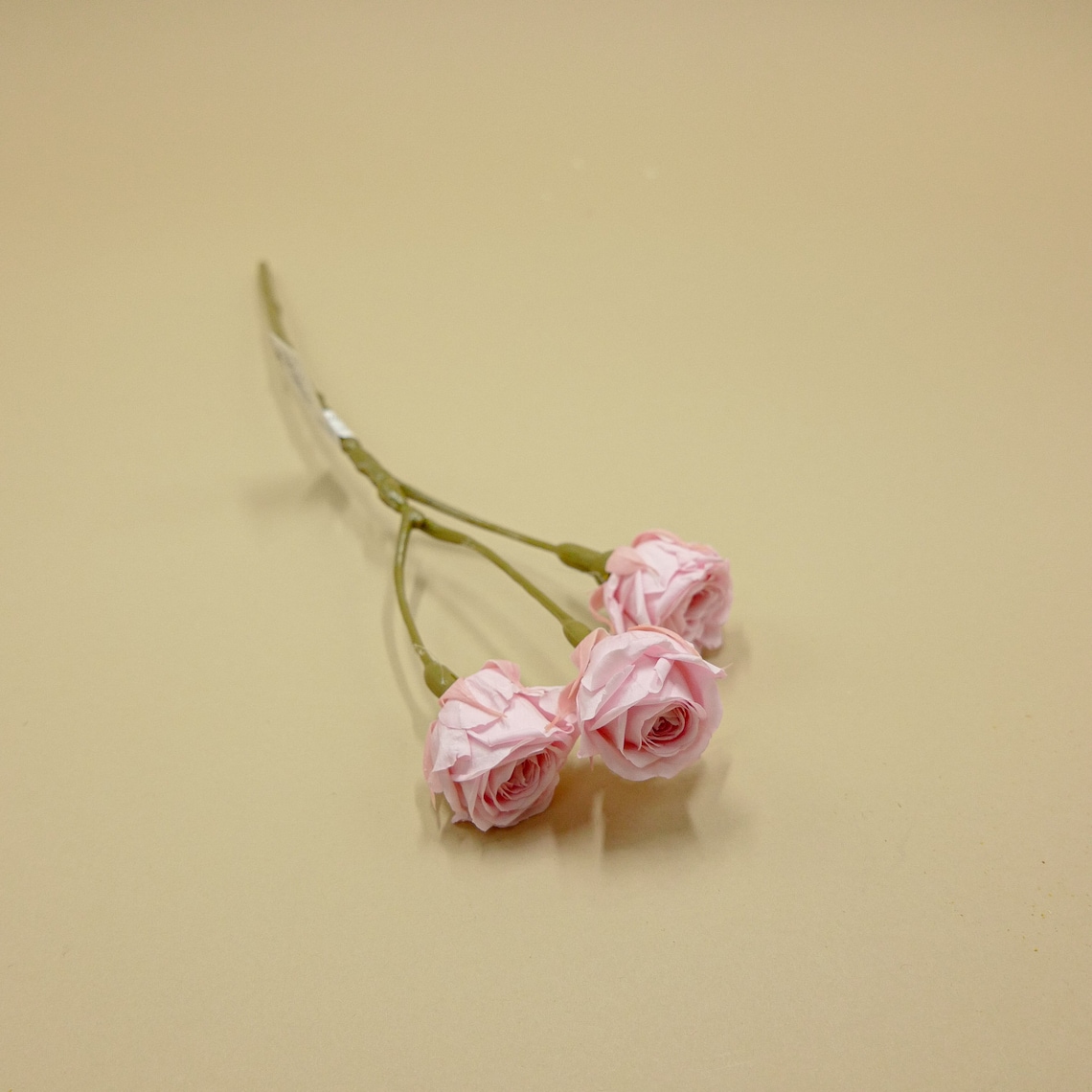 Preserved Flower Rose Kelly With Design Stem Sherbet Pink - Etsy