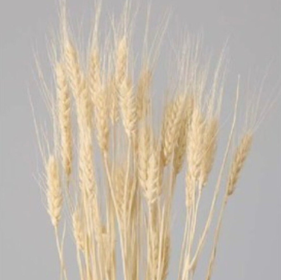 Dried Flower Triticum - off White (@in Stock) - Etsy