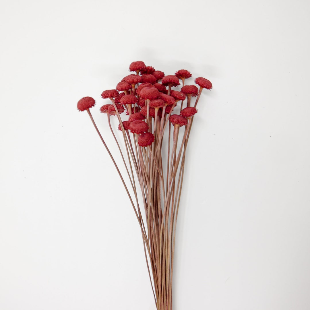 Dried Flower Golden Button - Berry Red - Etsy