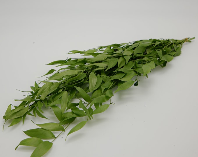 Preserved Flower Italian Ruscus -fresh Green - Etsy