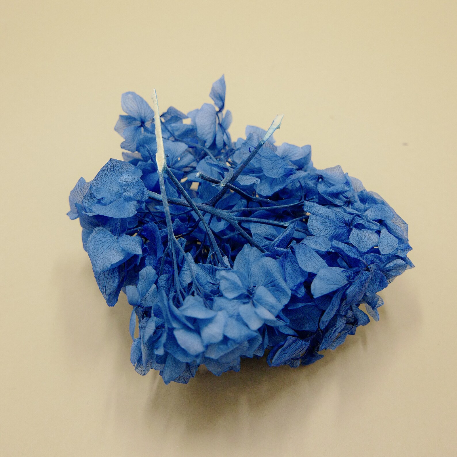 Preserved Flower Royal Hydrangea Classic Blue | Etsy