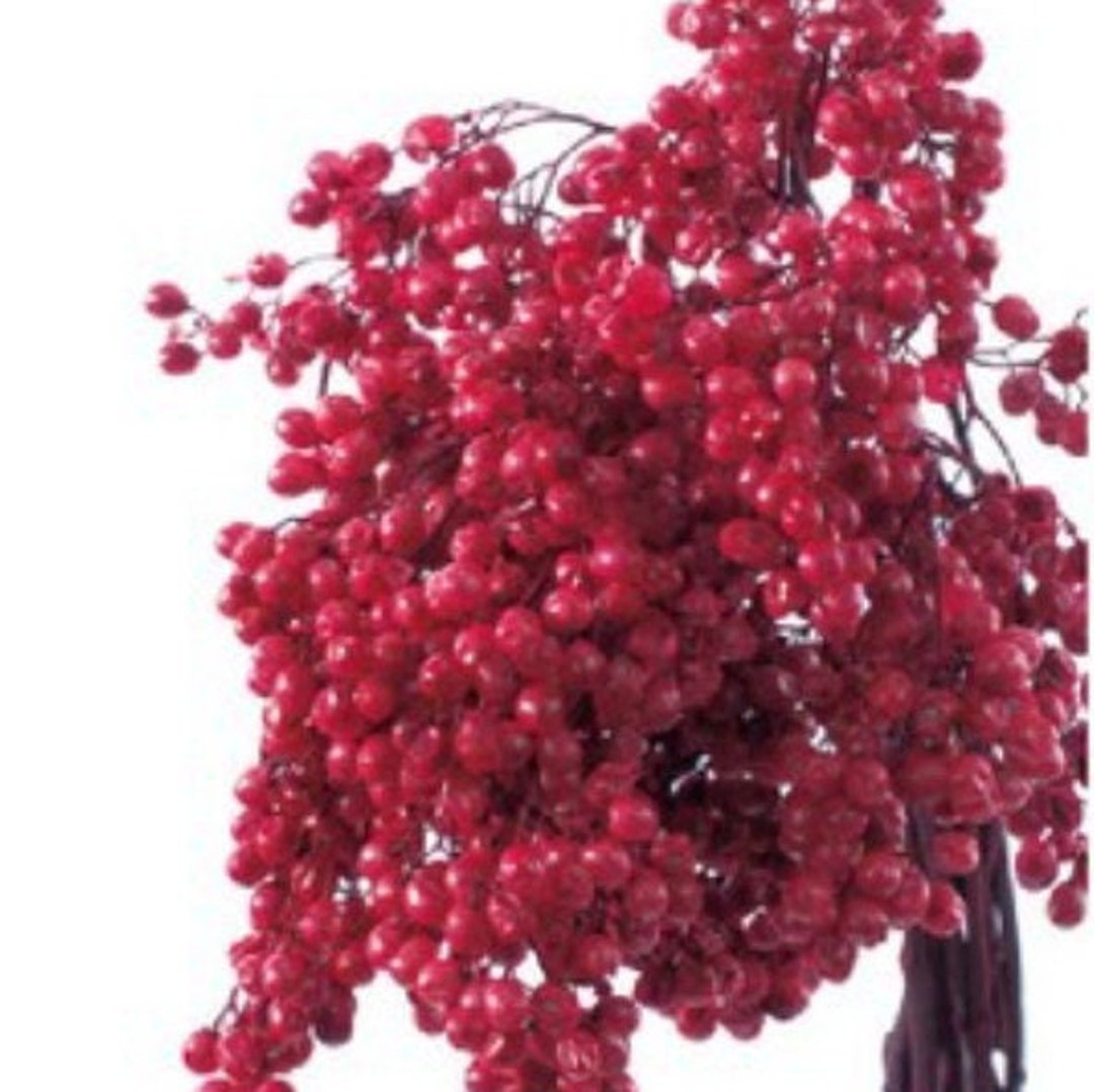 Preserved Flower Pepperberry - Red - Etsy