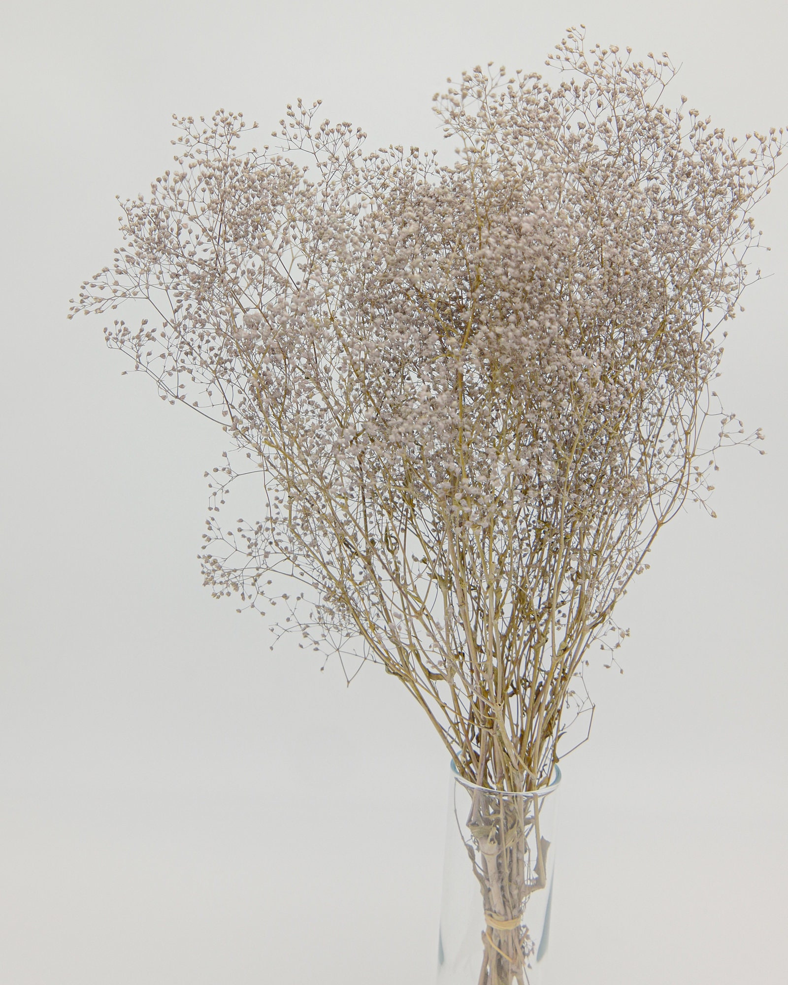 Preserved Flower Mini Baby's Breath Powder Purple - Etsy