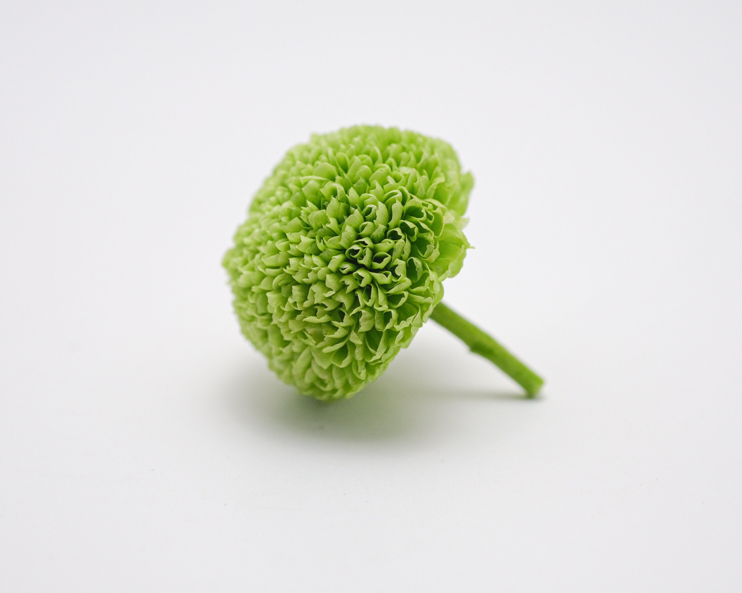 Preserved Flower Pong Pong Mum M Green - Etsy Singapore