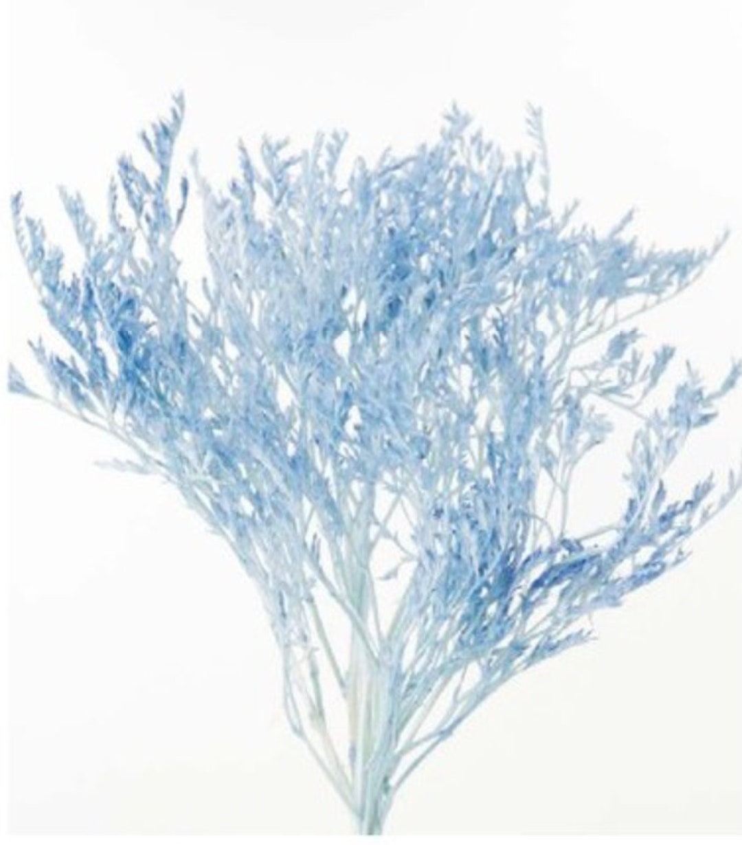 Preserved Flower German Limonium Statice - Baby Blue - Etsy