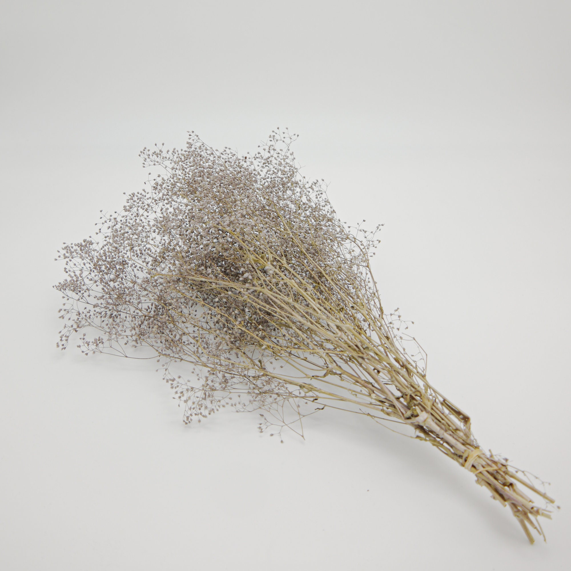 Preserved Flower Mini Baby's Breath Powder Purple | Etsy