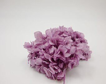 Preserved Flower Annabelle Hydrangea Purple - Etsy