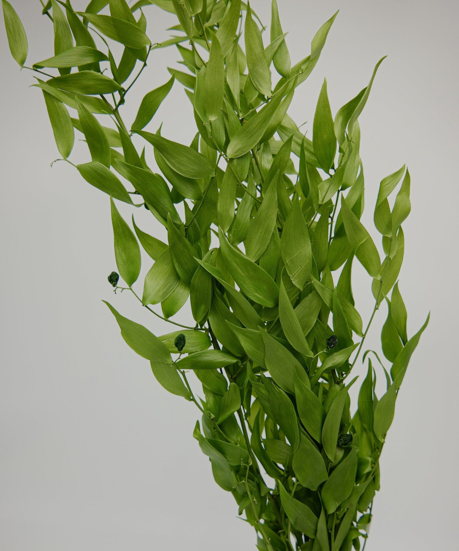 Preserved Flower Italian Ruscus fresh Green - Etsy