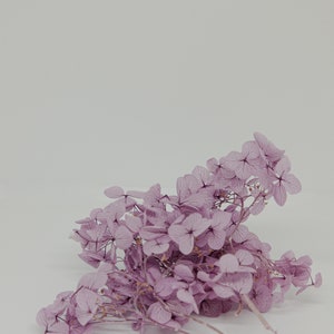 Preserved Flower Annabelle Hydrangea Purple - Etsy