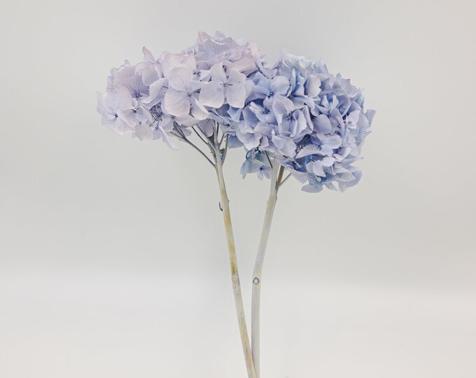 Preserved Flower Royal Hydrangea With Stem Lavender Purple - Etsy