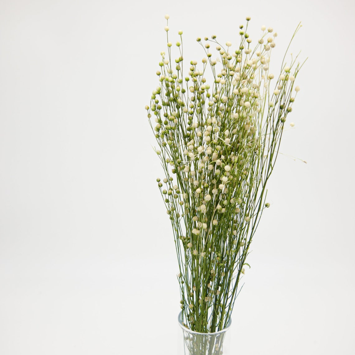 Preserved Flower Linum Mini Flax White/green | Etsy