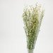 Preserved Flower Linum Mini Flax - White/green - Etsy