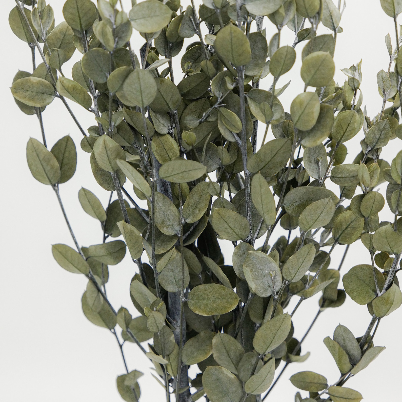 Preserved Flower Gunny Eucalyptus -green - Etsy