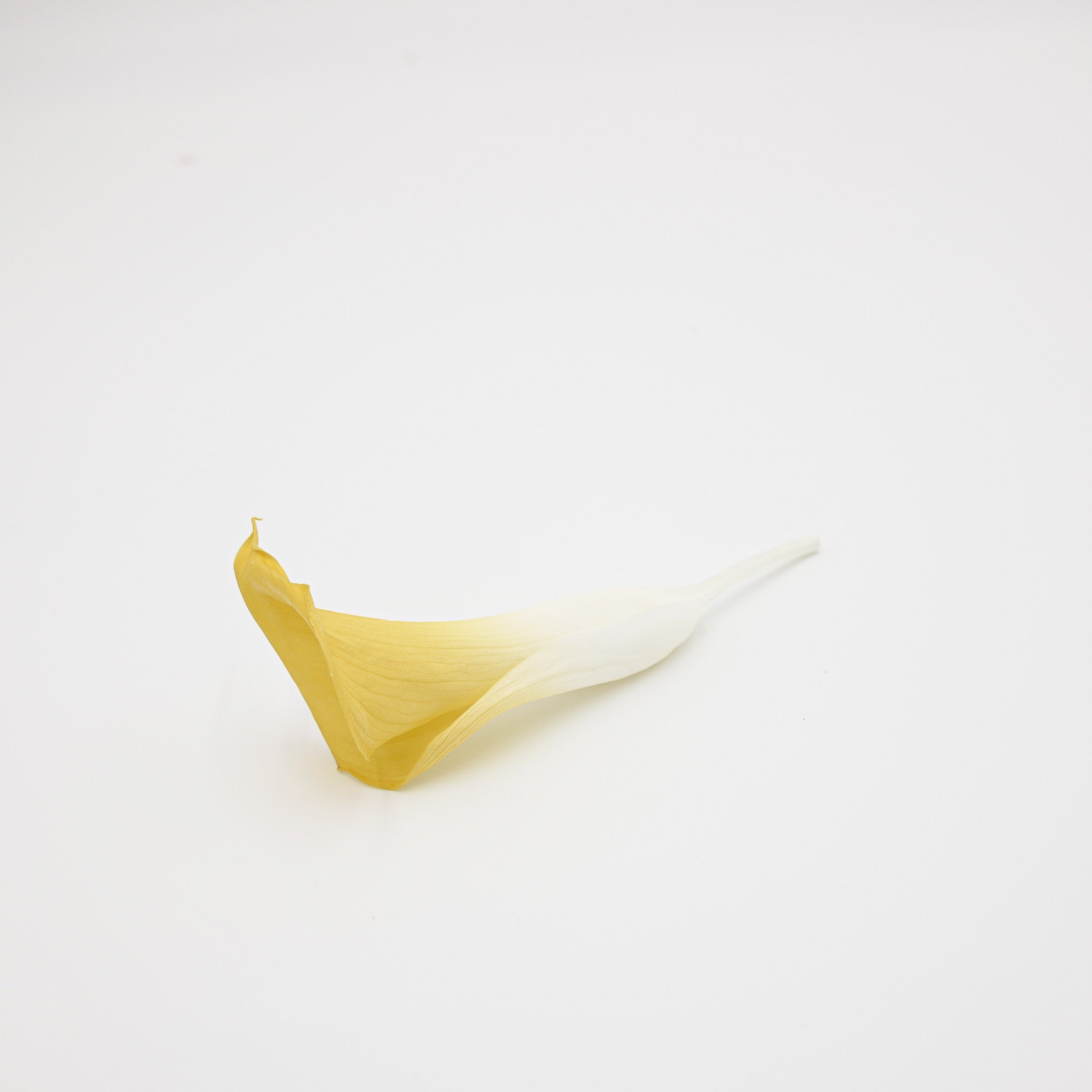 Preserved Lily - Etsy