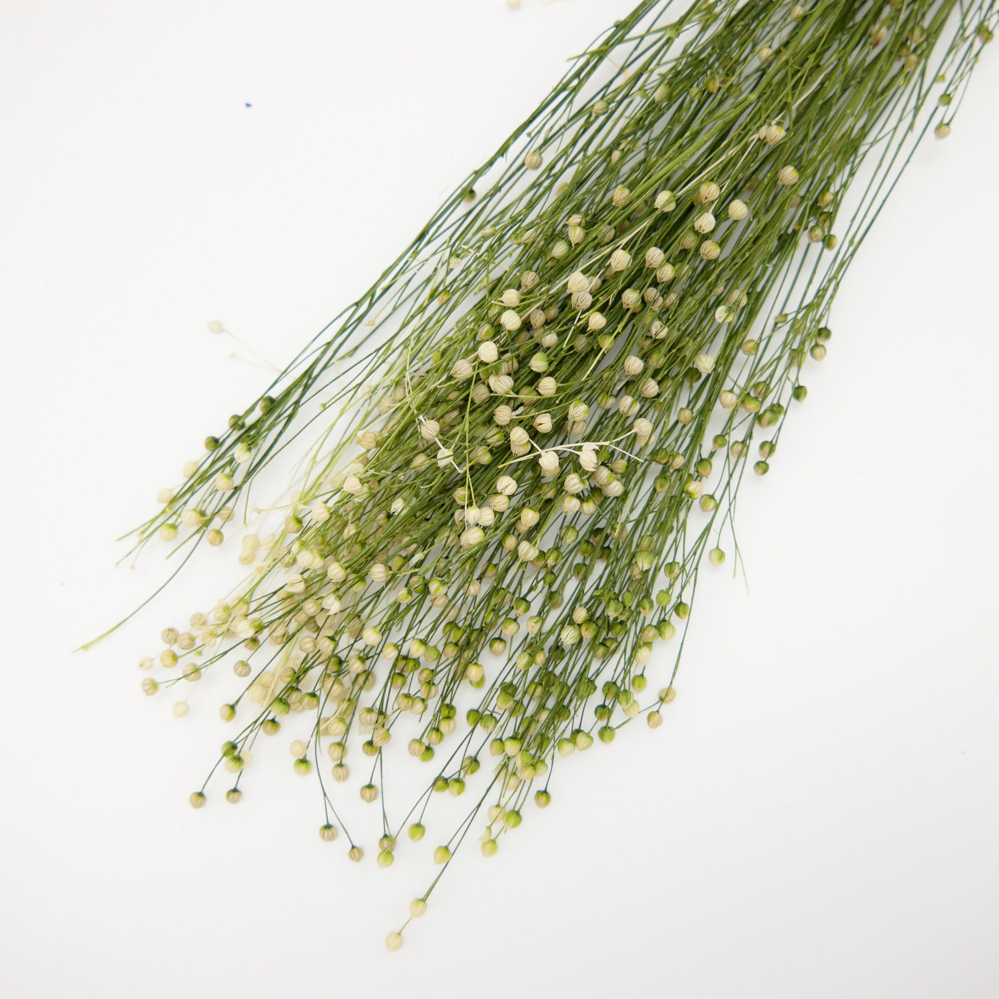 Preserved Flower Linum Mini Flax White/green | Etsy