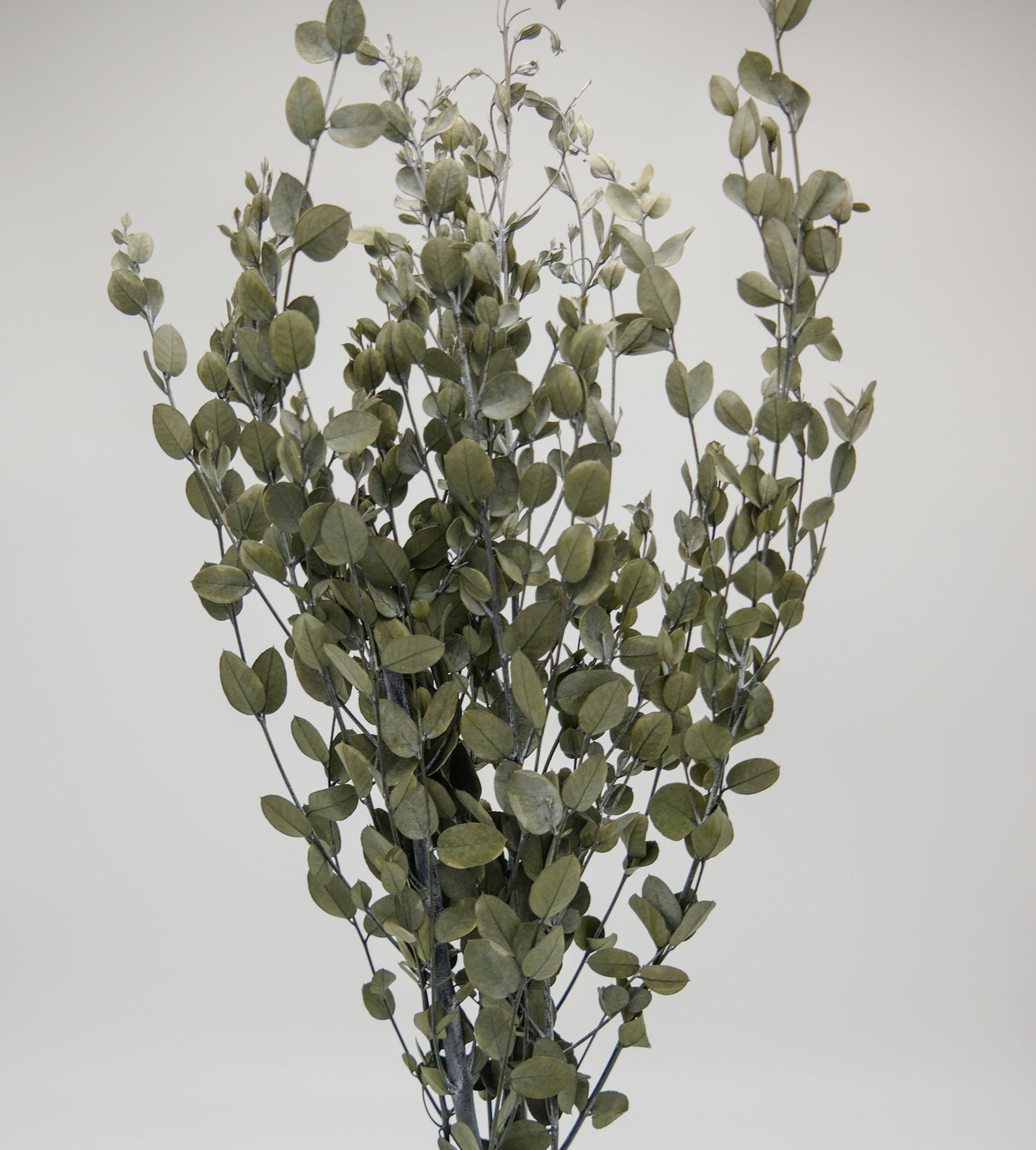 Preserved Flower Gunny Eucalyptus -green - Etsy