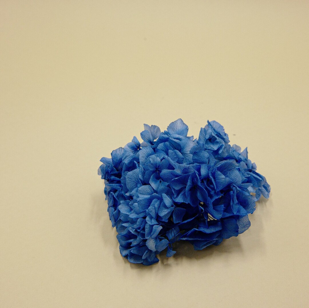 Preserved Flower Royal Hydrangea Classic Blue - Etsy