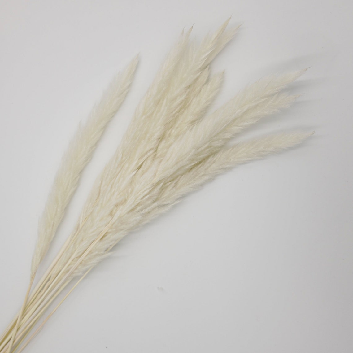 Dried Flower Tail Reed White - Etsy