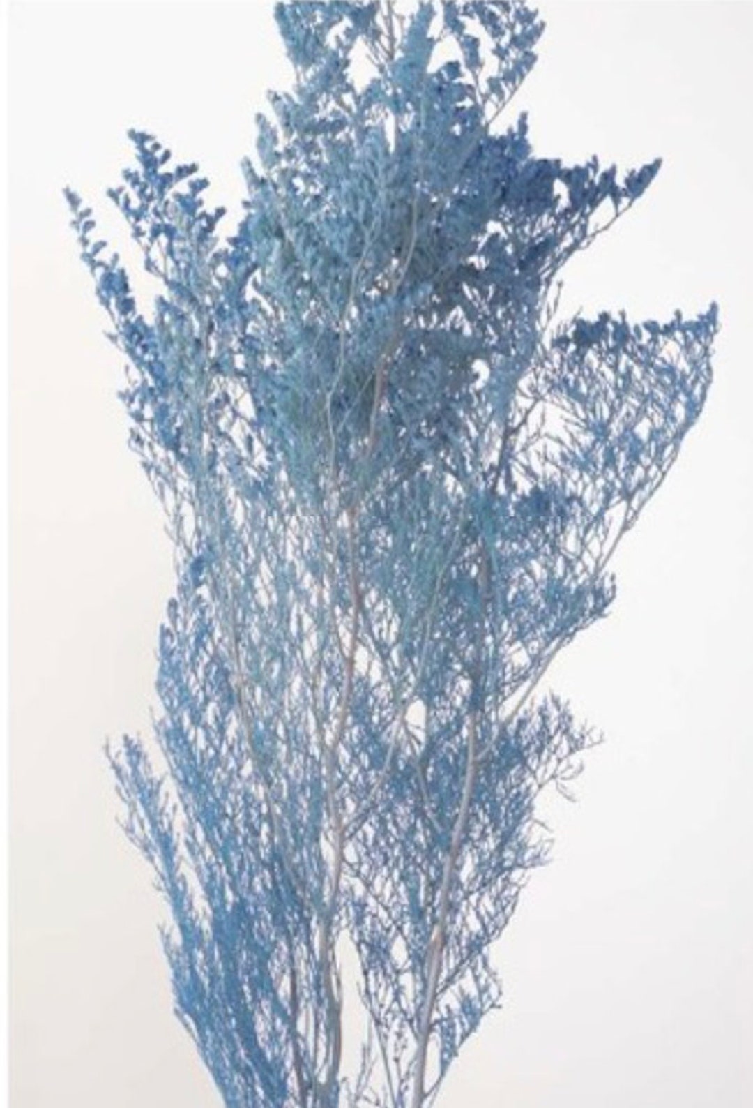 Preserved Flower Caspia - Water Blue - Etsy