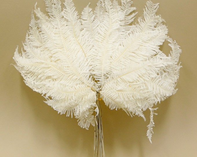 Preserved Flower Mountain Fern Extra Large White - Etsy