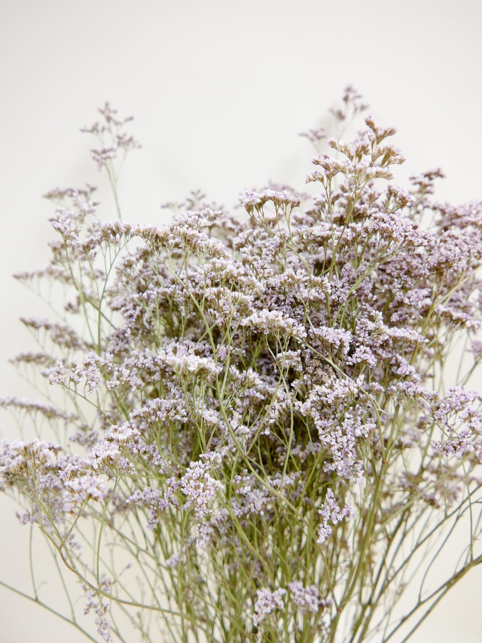 Dried Flower Limonium Misty Blue - Natural Purple - Etsy