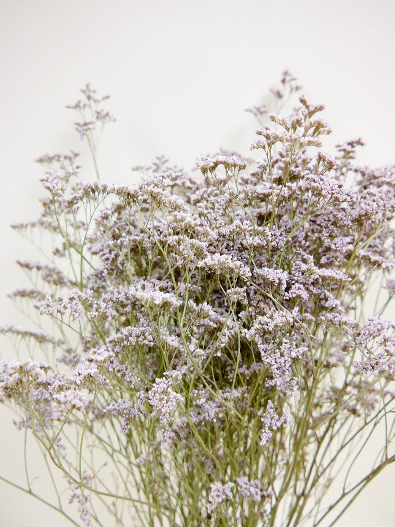 Dried Flower Limonium Misty Blue - Natural Purple - Etsy
