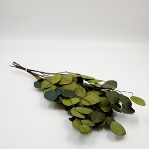 Preserved Flower Eucalyptus Populus - Green - Etsy