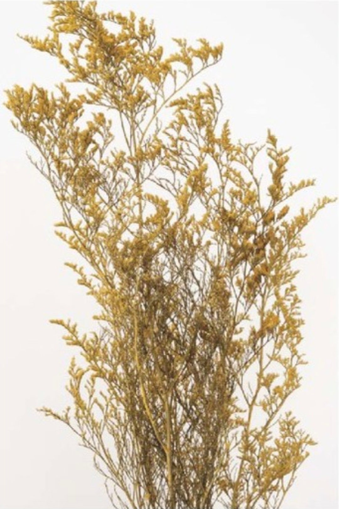 Preserved Flower Caspia - Natural Yellow - Etsy