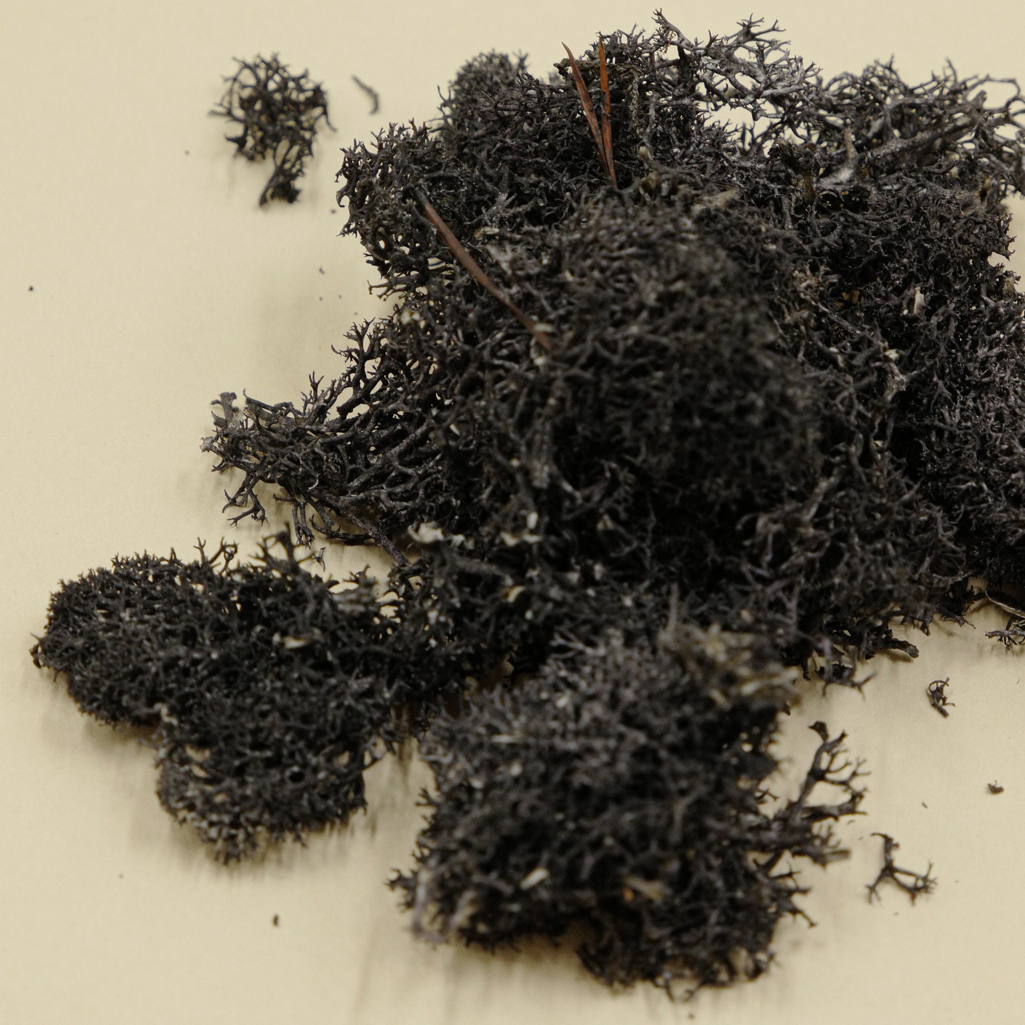 Preserved Flower Nordic Moss 50g Black | Etsy