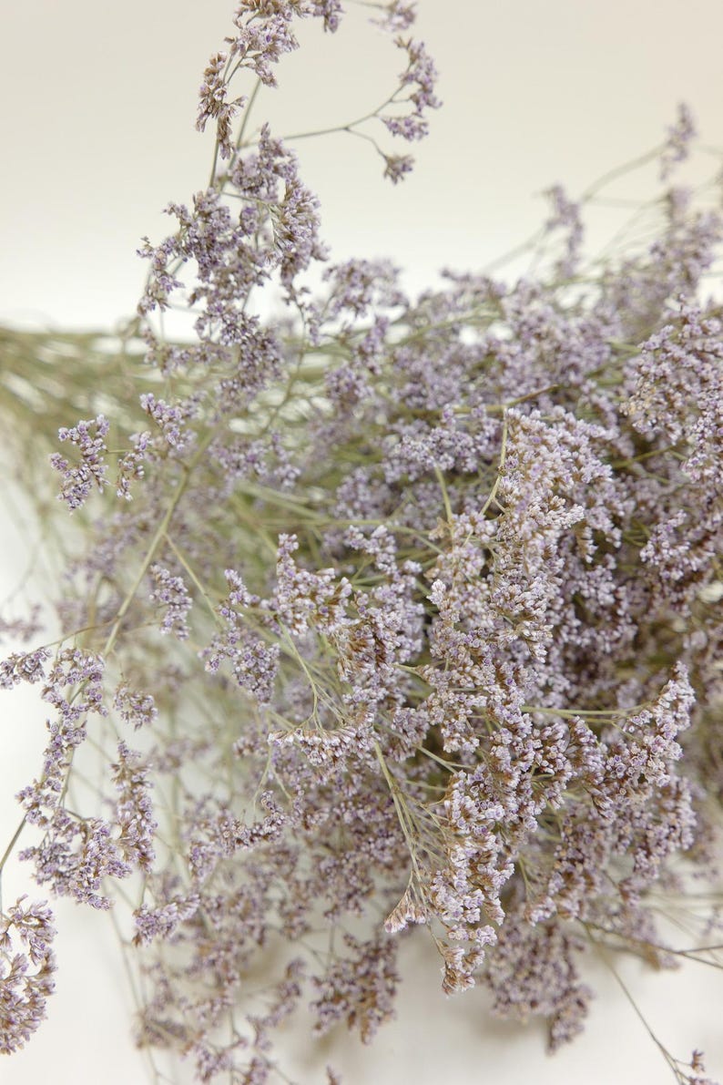 Dried Flower Limonium Misty Blue - Natural Purple - Etsy