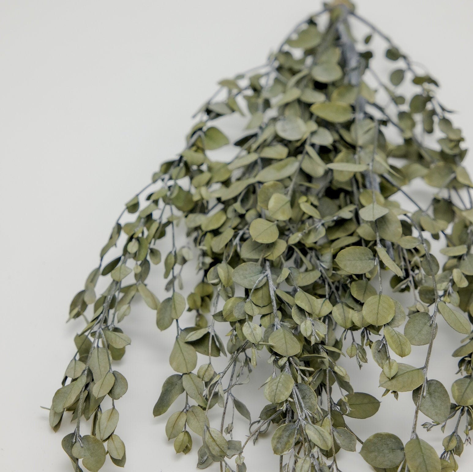 Preserved Flower Gunny Eucalyptus -green - Etsy