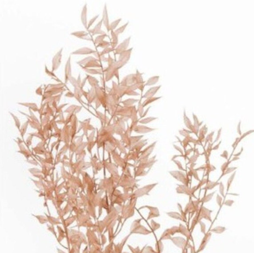 Preserved Flower Ruscus - Pink Beige (@ - Etsy