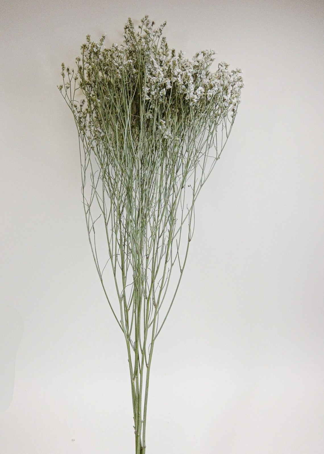 Dried Flower Limonium Sinesis Long Stem White - Etsy