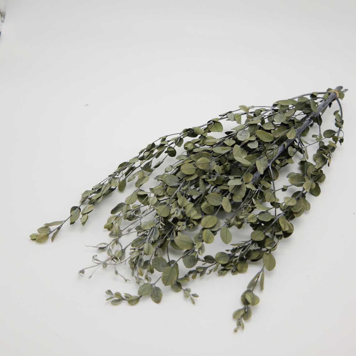 Preserved Flower Gunny Eucalyptus -green - Etsy