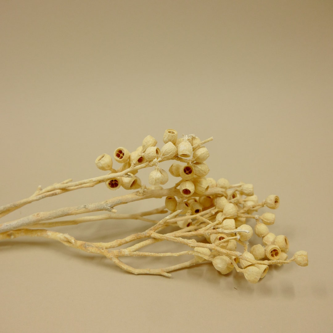 Dried Flower Eucalyptus Ambernuts - off White - Etsy