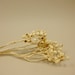 Dried Flower Eucalyptus Ambernuts - off White - Etsy