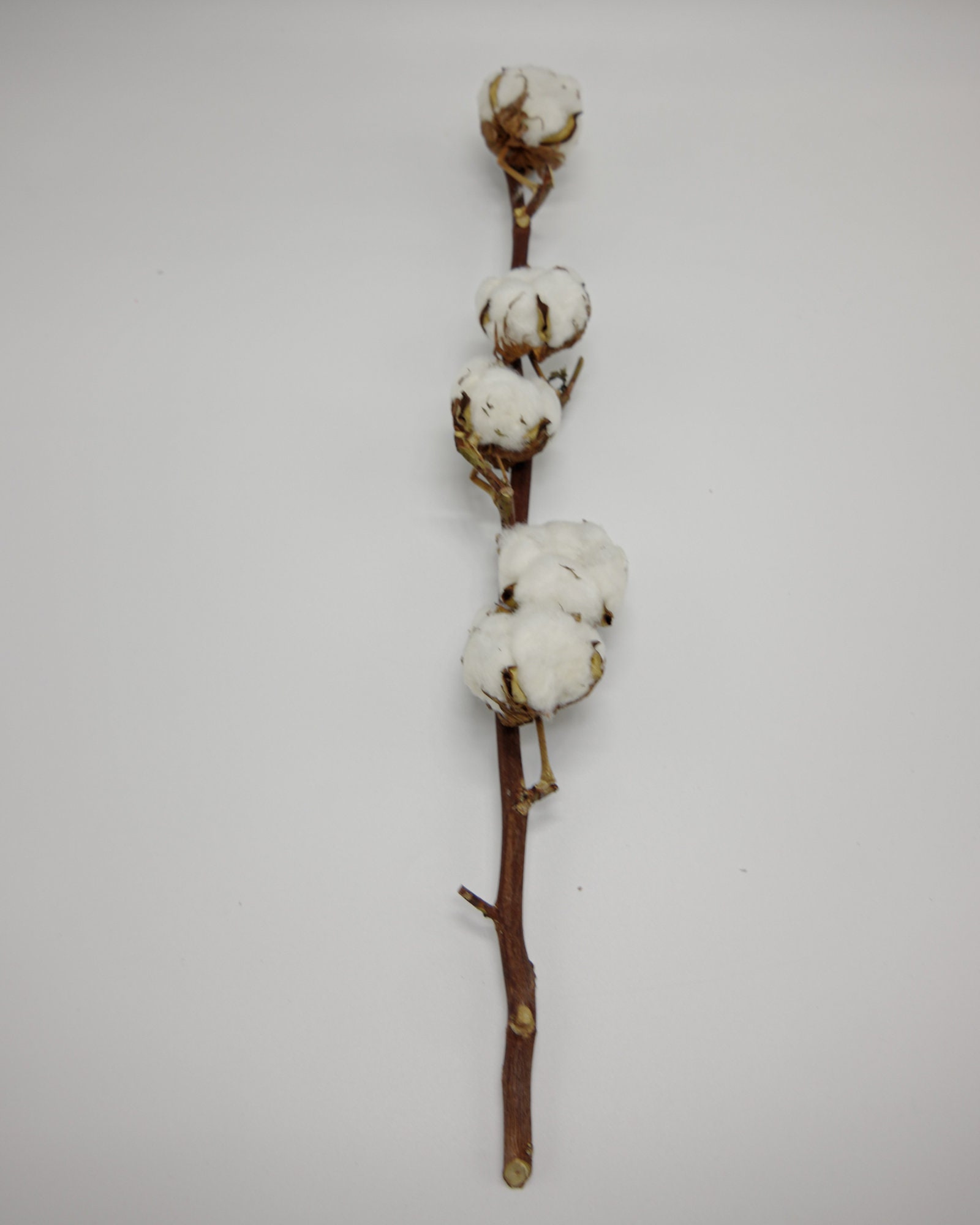 Dried Flower Cotton With Stem Natural | Etsy