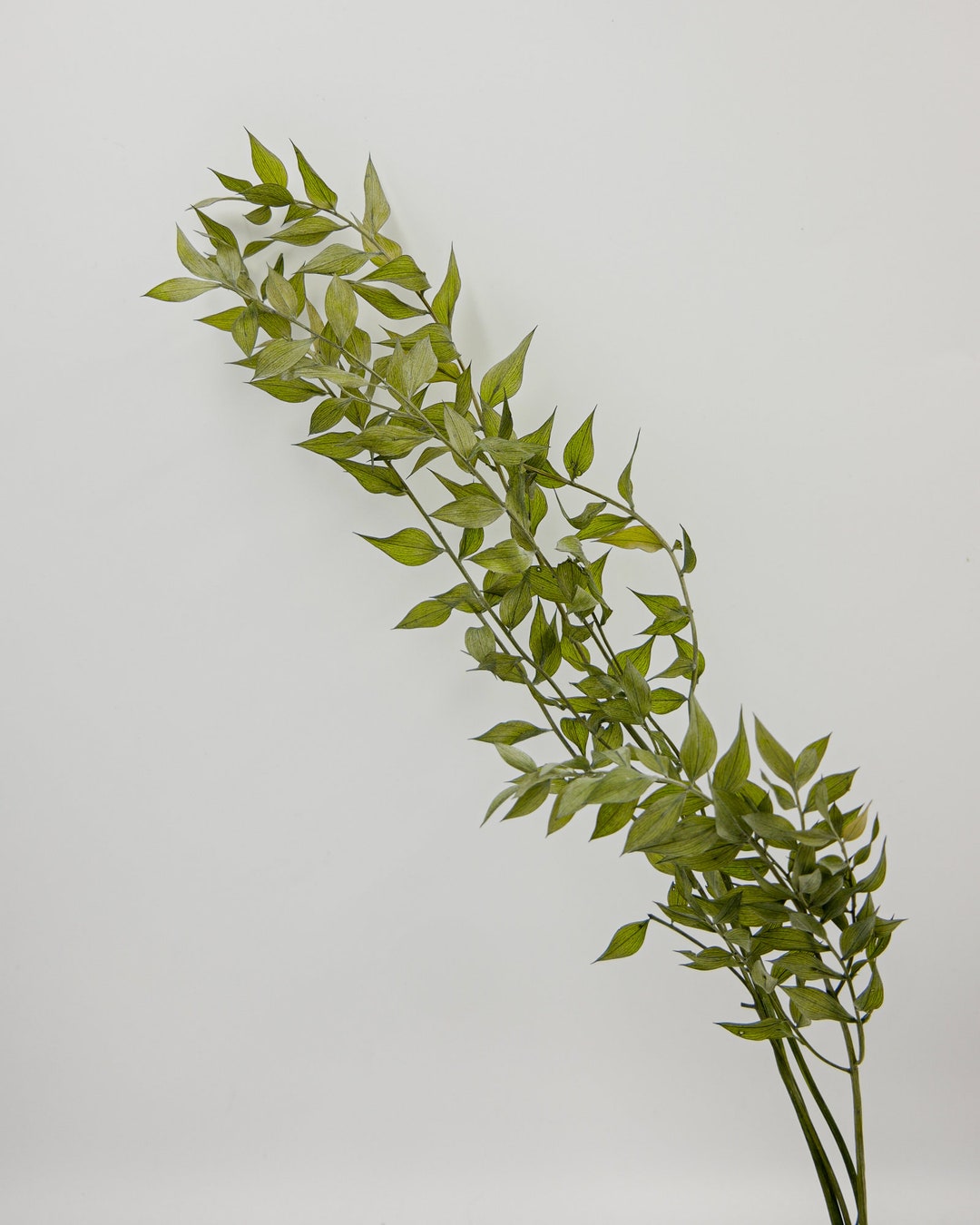 Preserved Flower Ruscus powder Fresh Green - Etsy