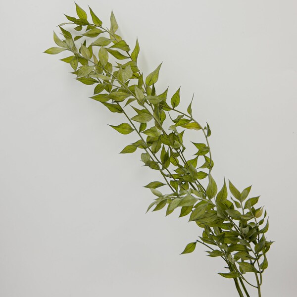 Ruscus Preserved - Etsy