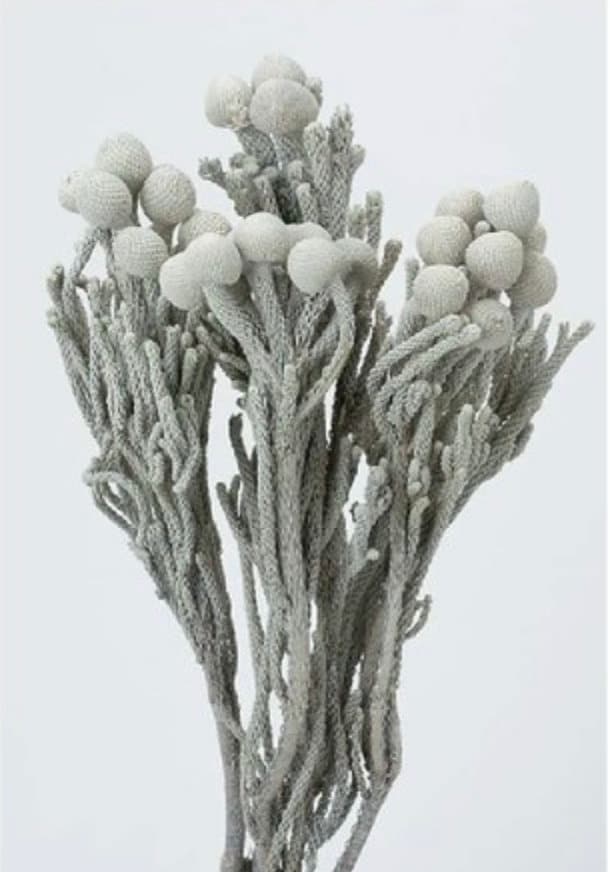 Silver Brunia Berries