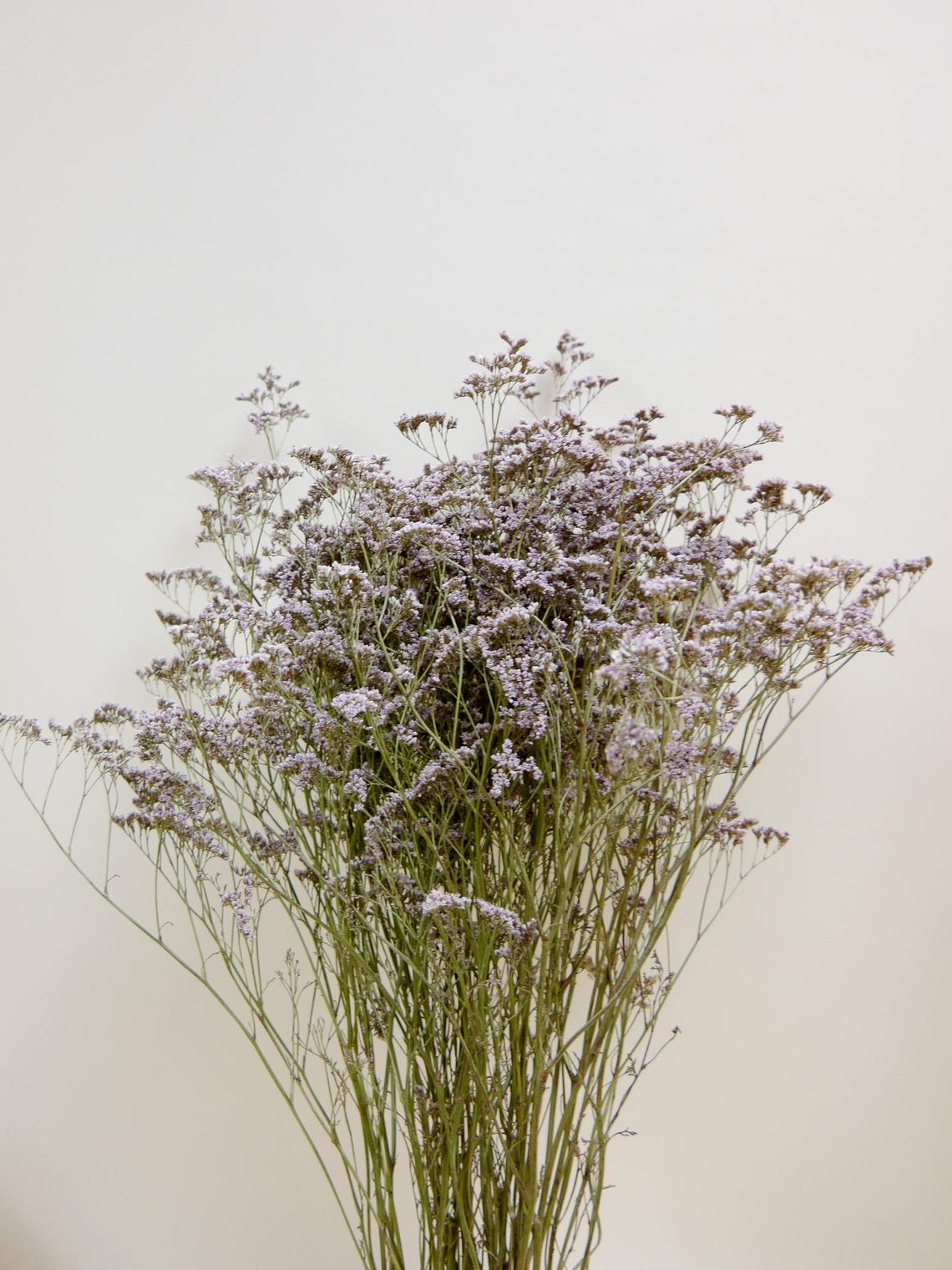 Dried Flower Limonium Misty Blue - Natural Purple - Etsy