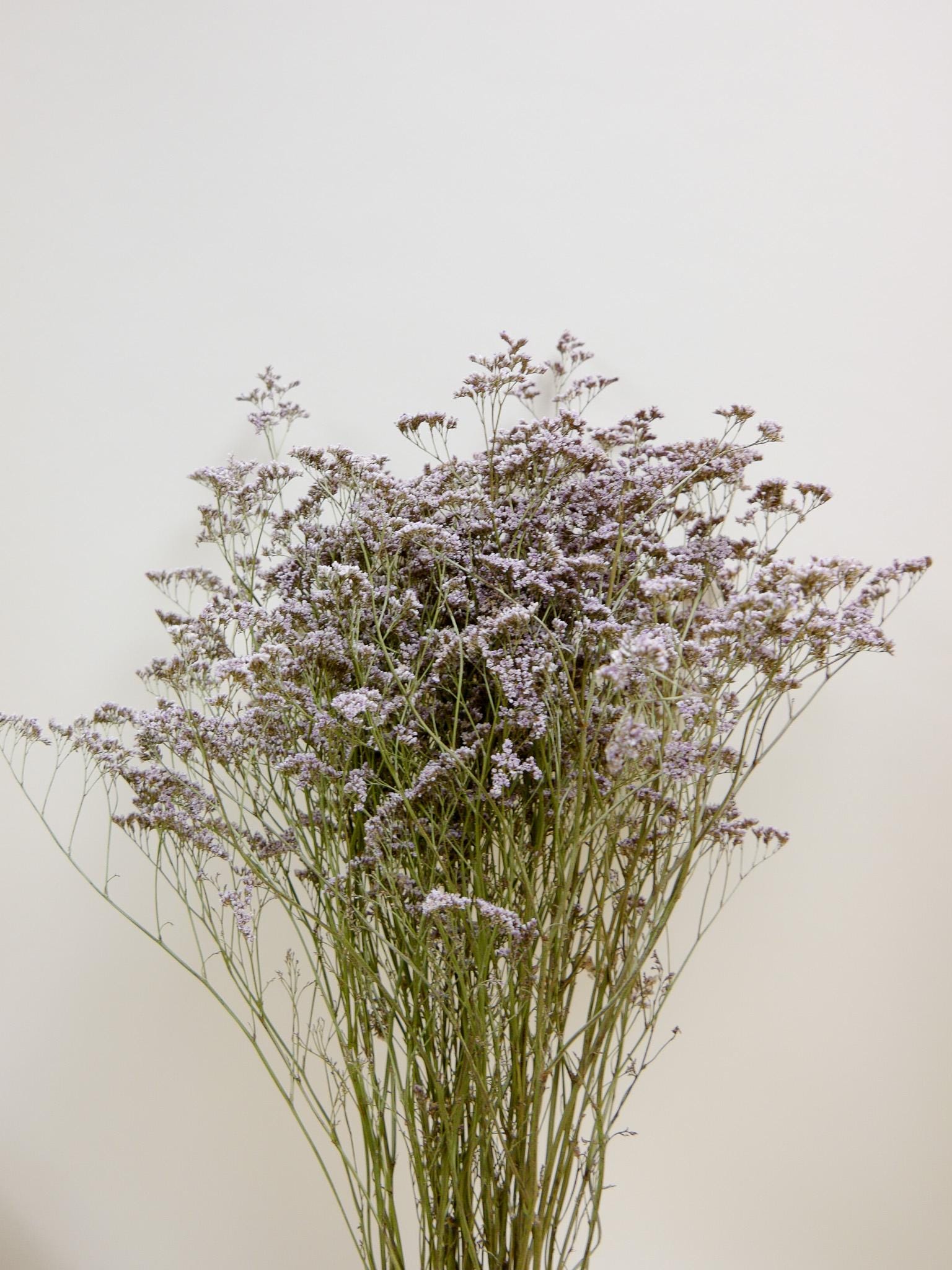 Dried Flower Limonium Misty Blue - Natural Purple - Etsy