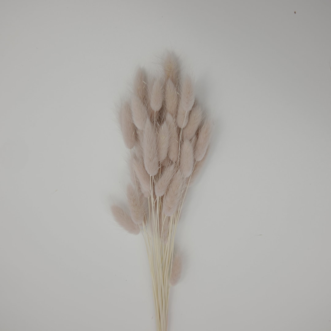 Dried Flower Lagurus pink Beige - Etsy