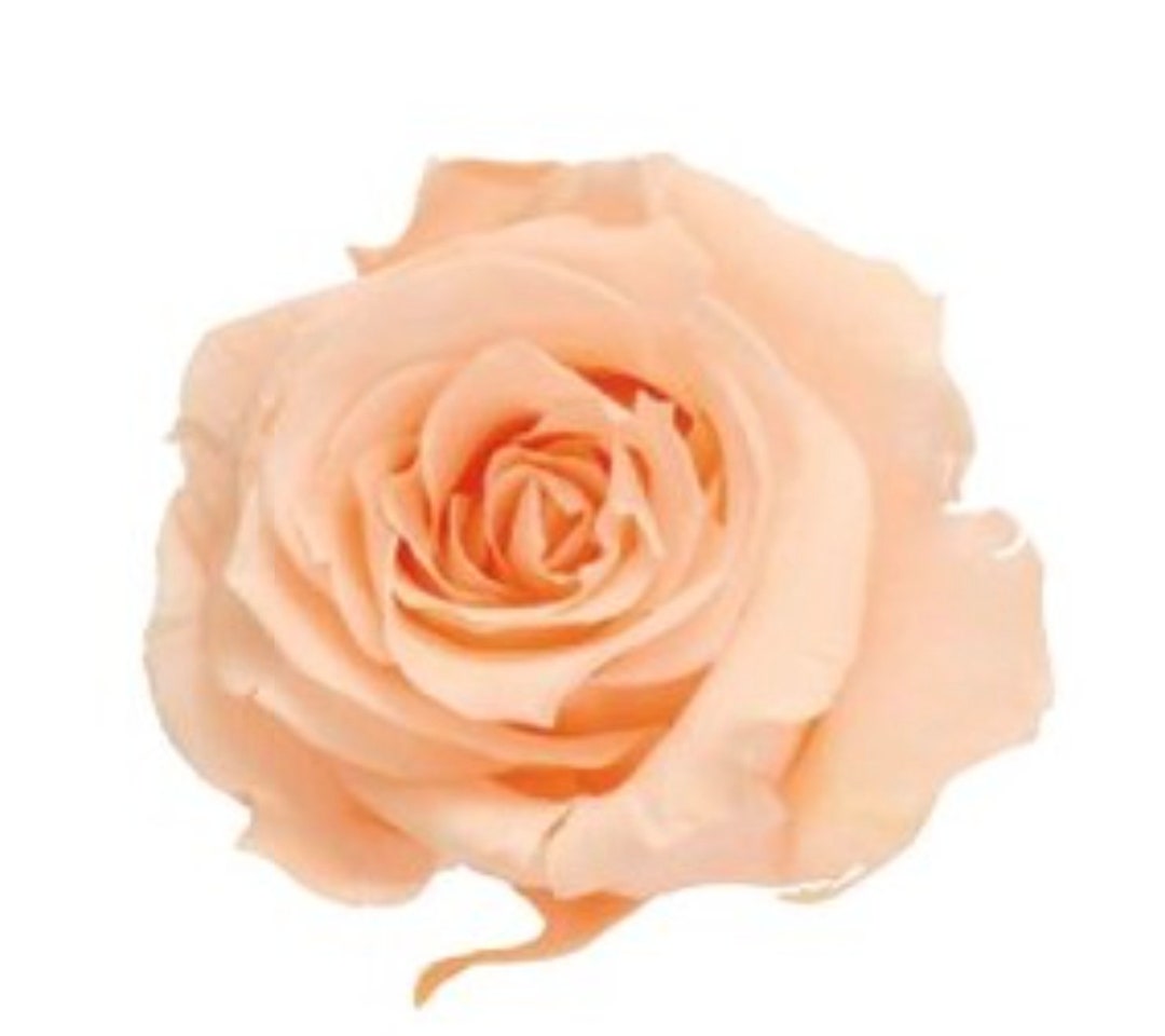 Preserved Flower Rose Izumi - Creamy Peach - Etsy