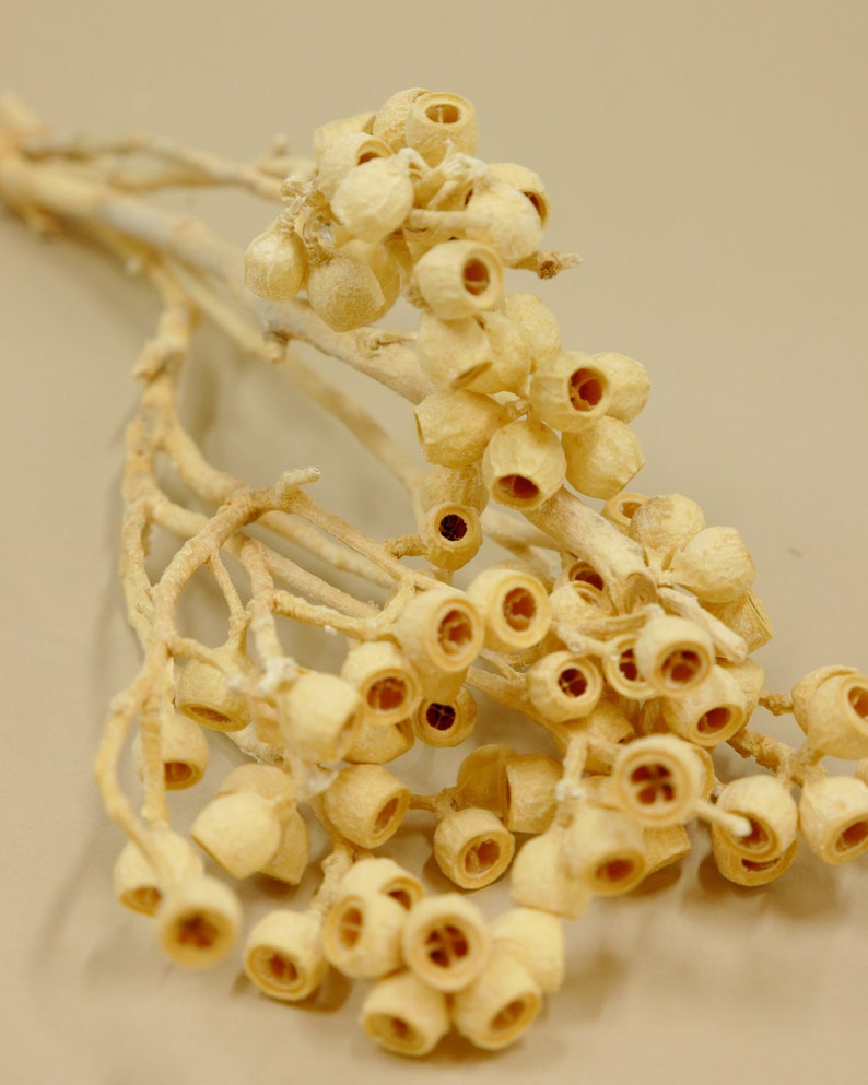 Dried Flower Eucalyptus Ambernuts off White - Etsy