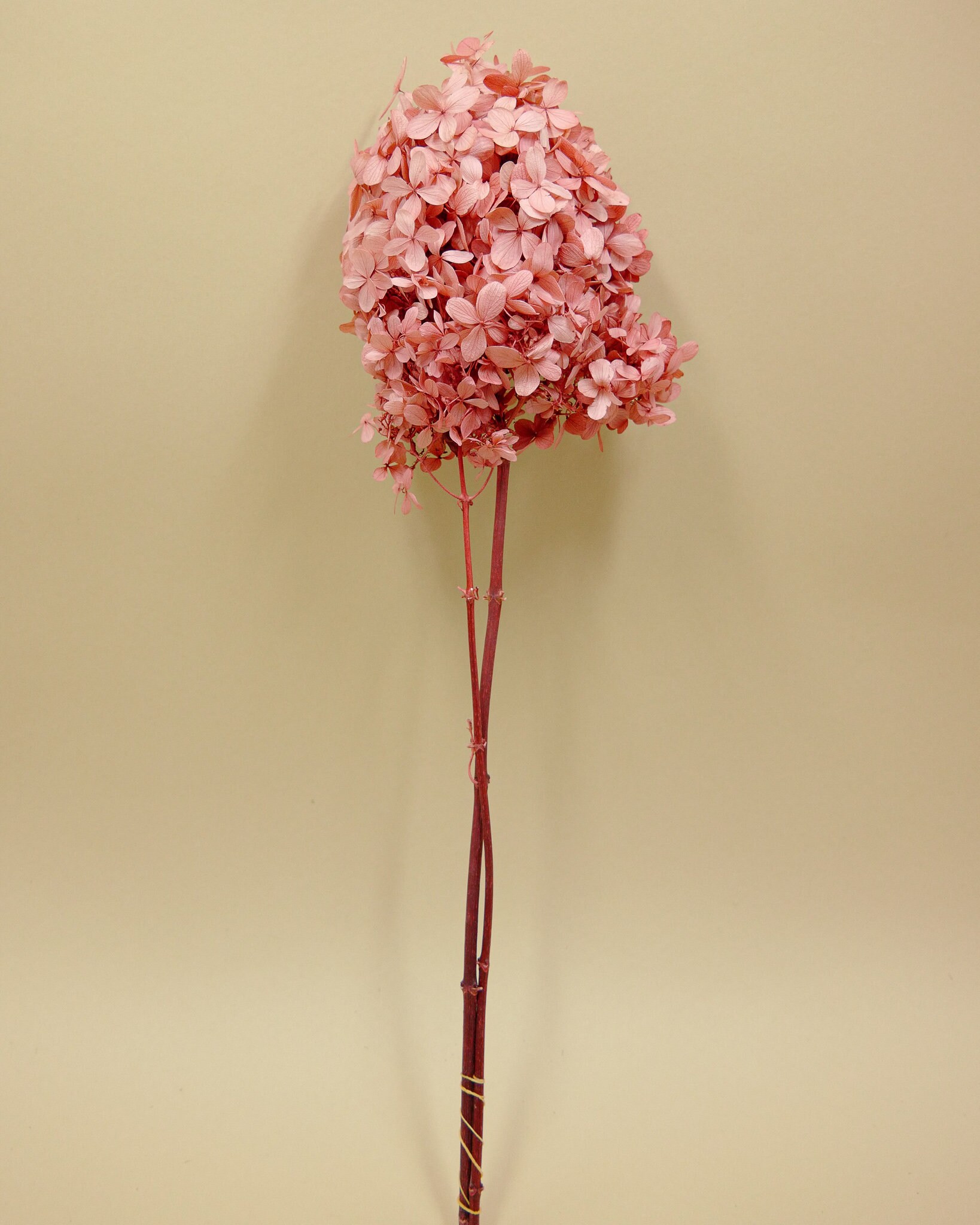 Preserved Flower Hydrangea With Stem Natural Pink | Etsy