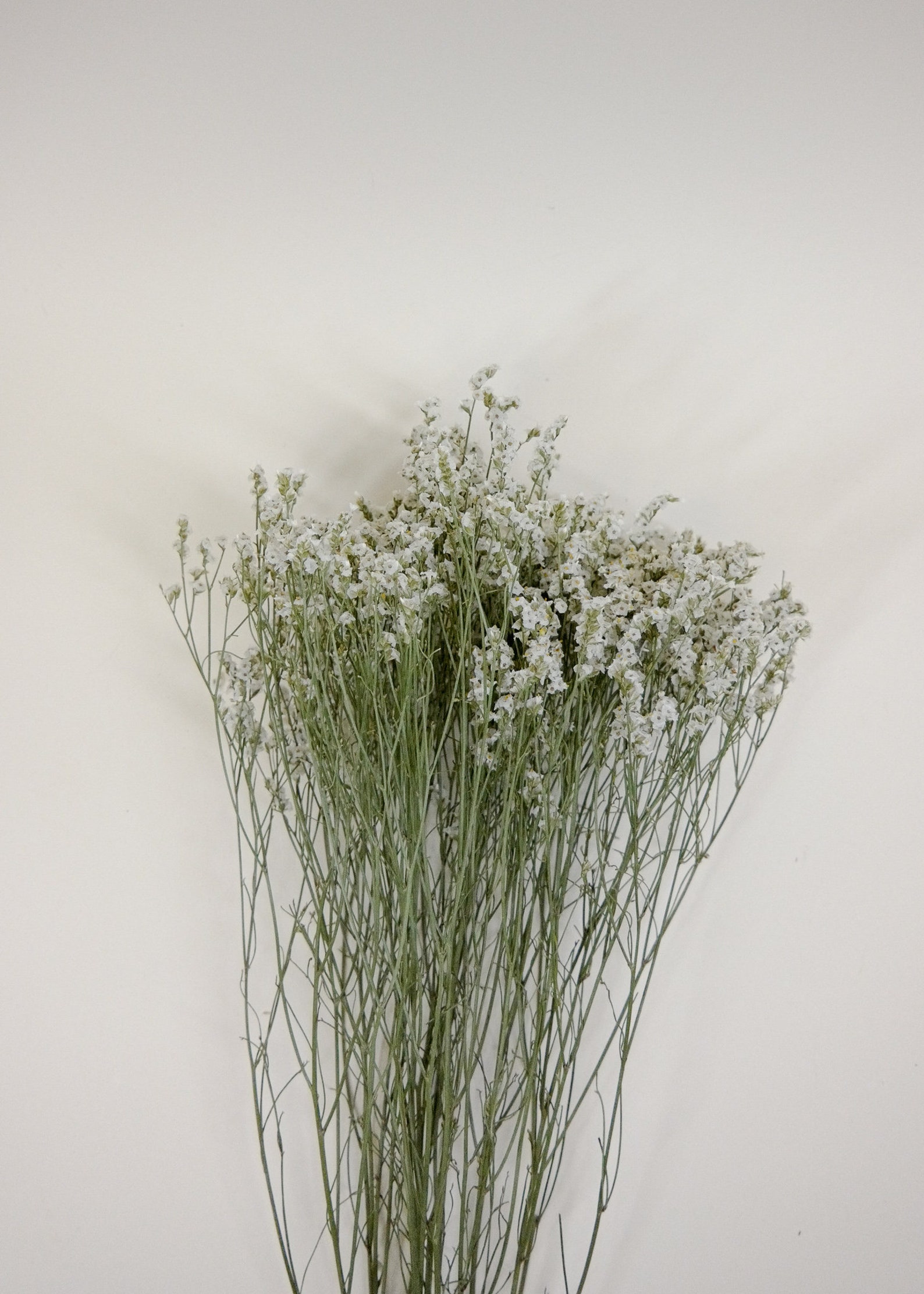 Dried Flower Limonium Sinesis Long Stem White - Etsy