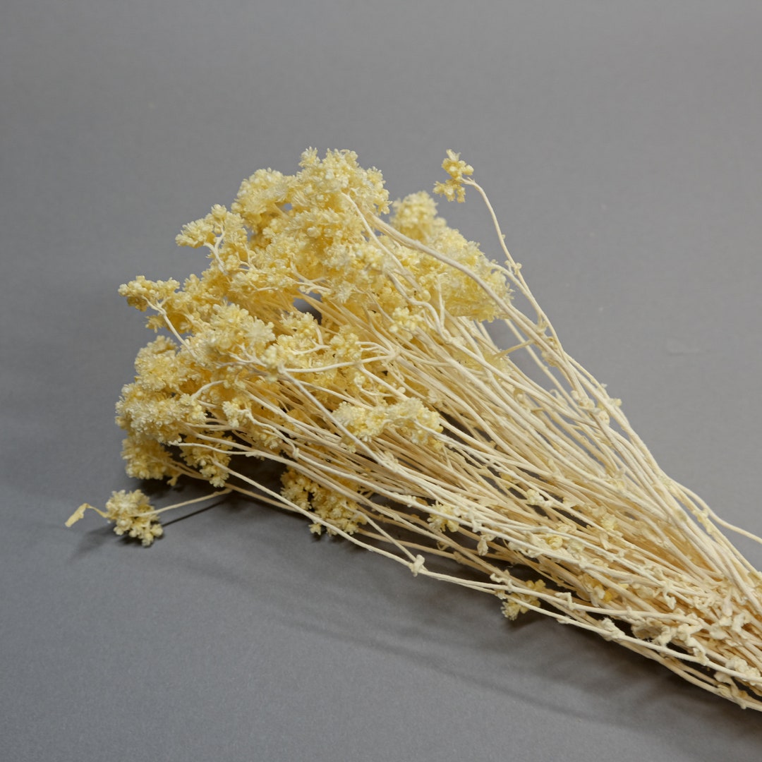 Dried Flower Crispum - Angel Yellow - Etsy