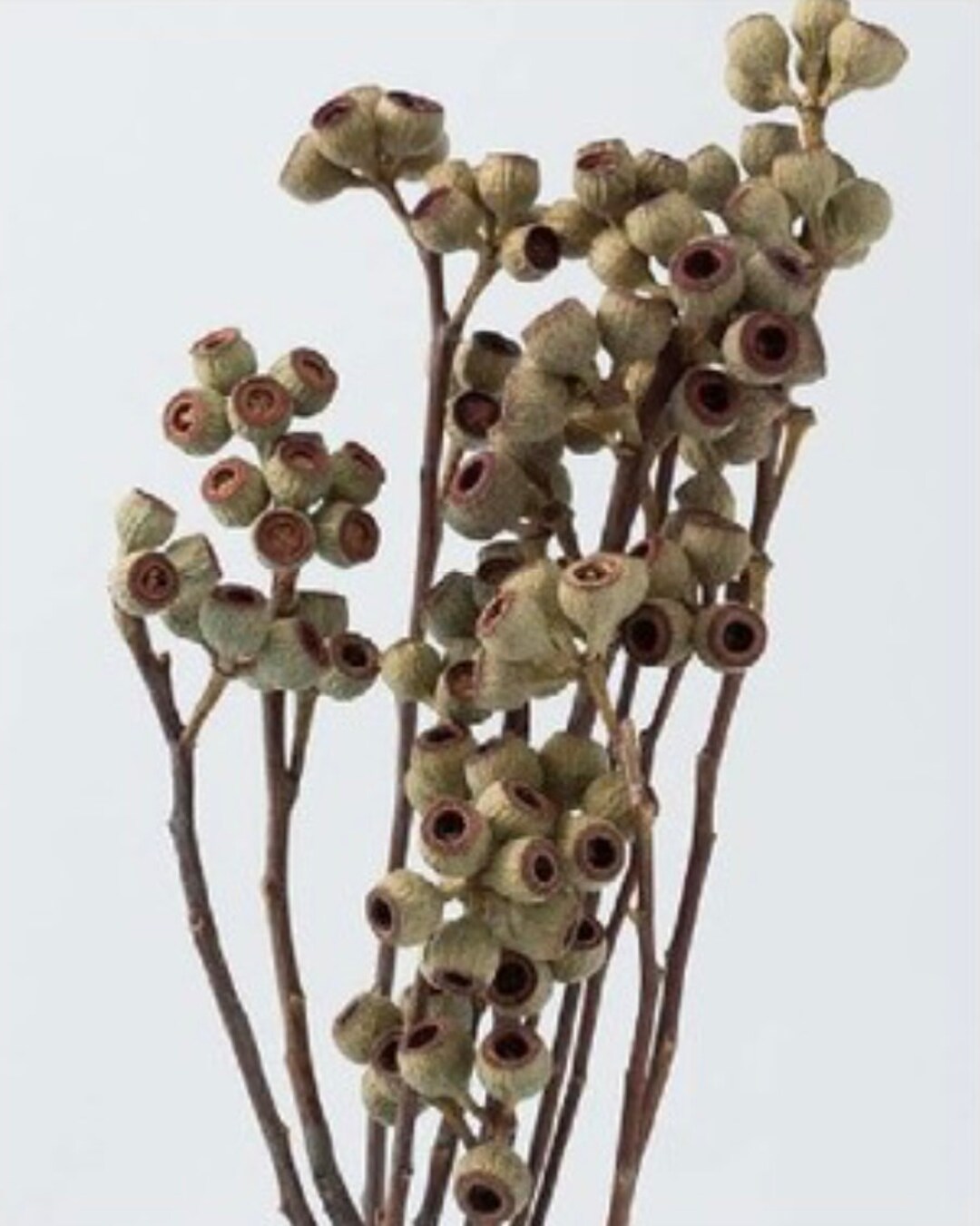 Eucalipto de flores secas Ambernuts - Natural - Etsy México